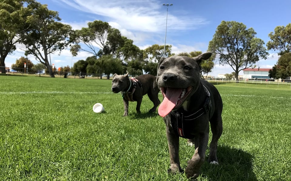 Fun with Your Pets in Fallbrook, CA | Blog | Ken Follis & Sharon ...