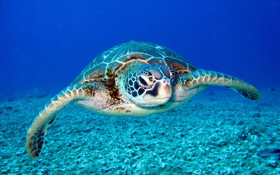 Top Attractions in Marathon for Locals or Tourists | Blog | OceanSIR
