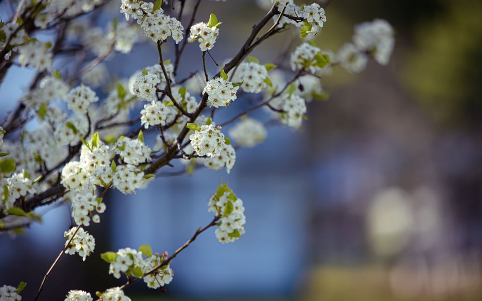 Rites of Spring – 2020 | Blog