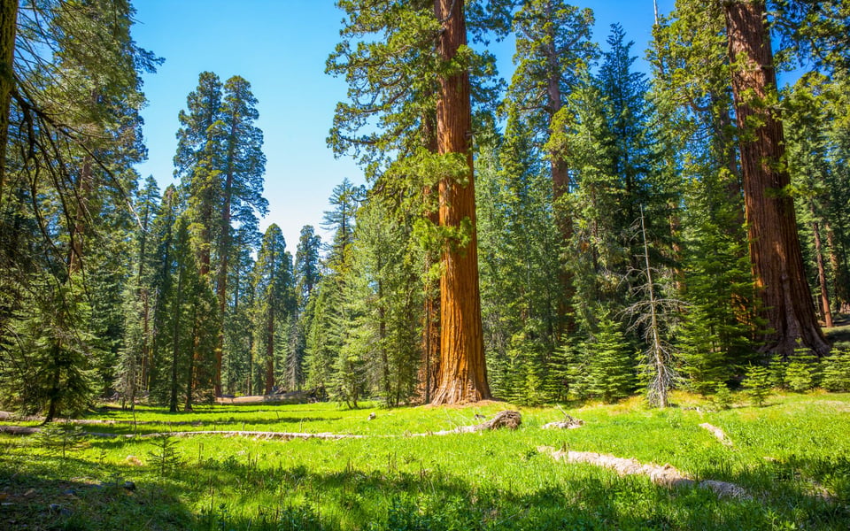 Big Trees Village | Community Guide | Rod Rodr