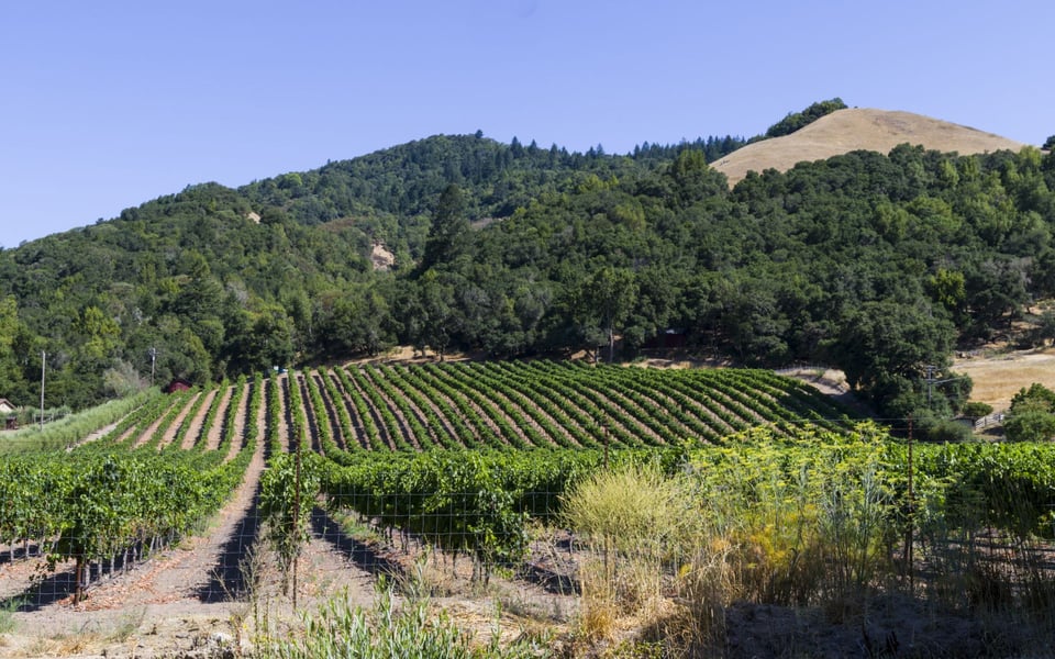 Santa Rosa | Neighborhood Guide