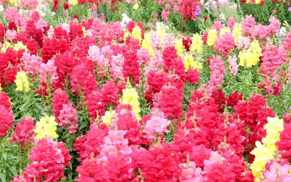 How to Grow Snapdragons for an Easy Curb Appeal Boost