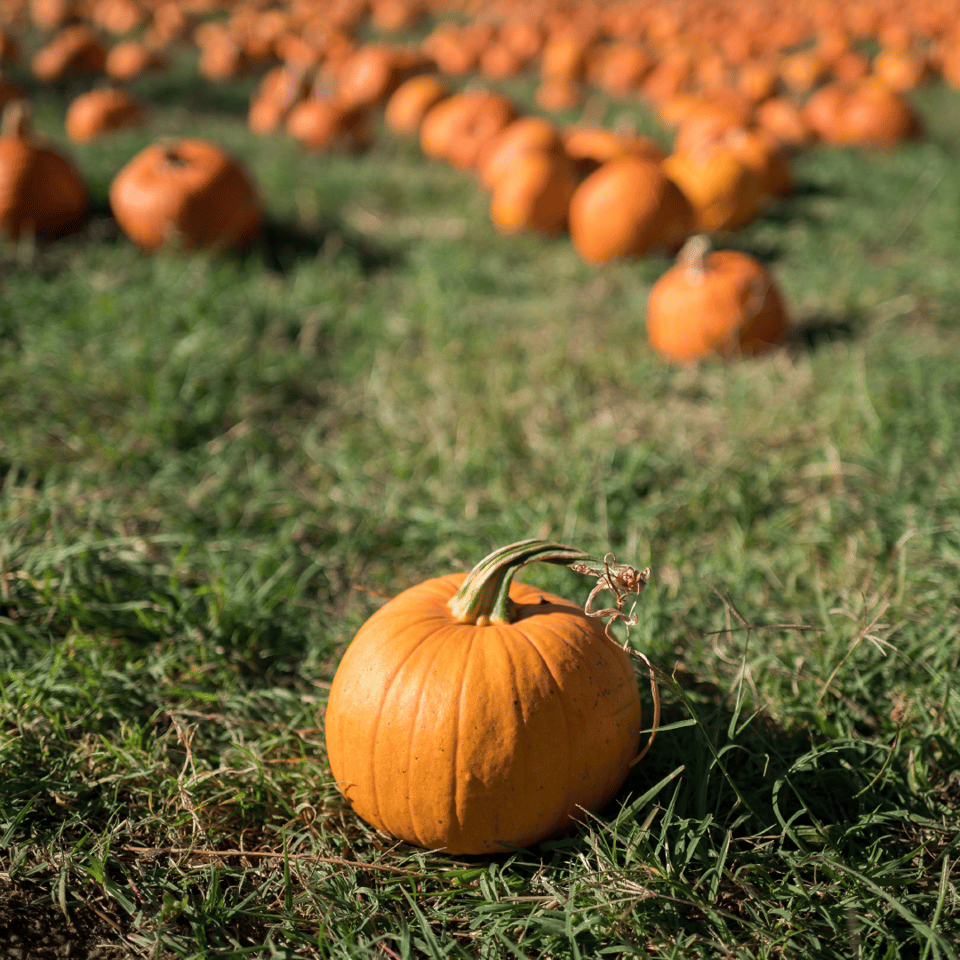 Pumpkin Patch Events - Fun Fall Activities in the DMV | Rina Kunk Real ...