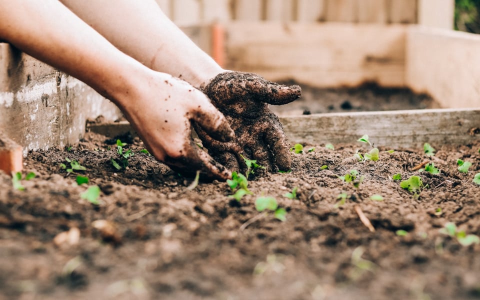Detroit's Community Gardens: Growing Together | Blog