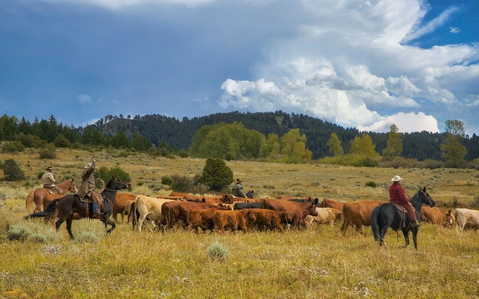 Roundup | Neighborhood Guide - Lanissa Fortner Team