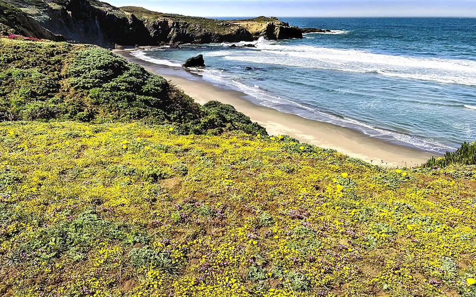 Discover the Unique Beaches of The Sea Ranch, CA | Blog | Liisberg ...
