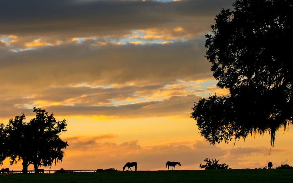 Alachua County | Community Guide | Carla Willingham North Florida Living