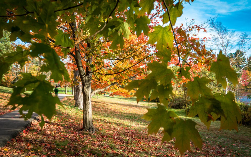 Waban | Neighborhood Guide