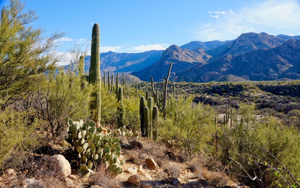 Oro Valley Homes for Sale | Oro Valley AZ Neighborhood