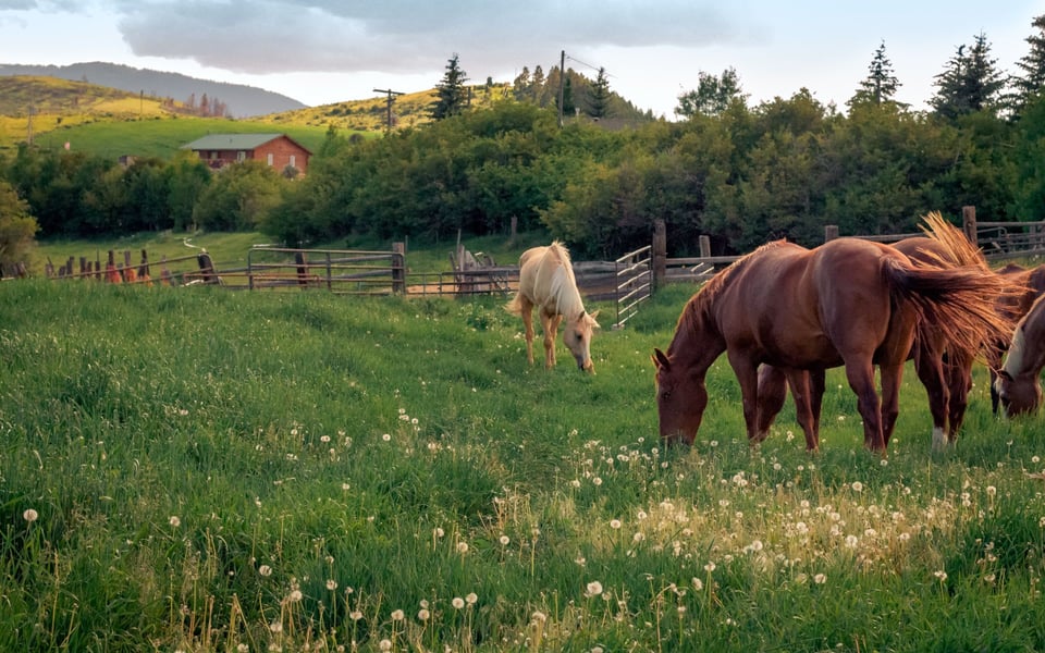 Bellevue, ID | Neighborhood Guide | Dawn Sabo