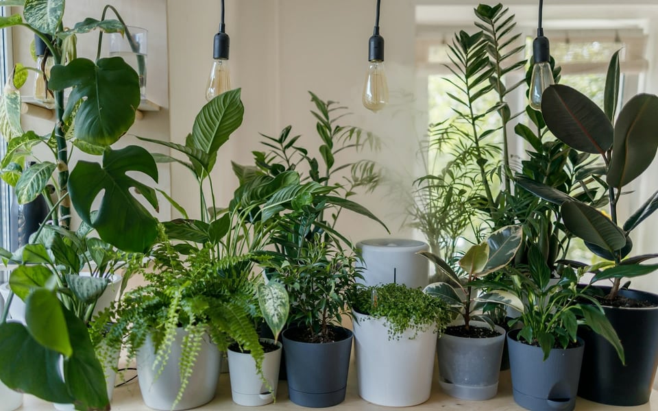 Trendy House Plants | The Laura Peery Team