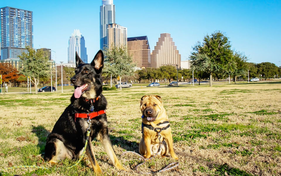 7 Austin Parks to Enjoy With Your Pup | Moreland Properties