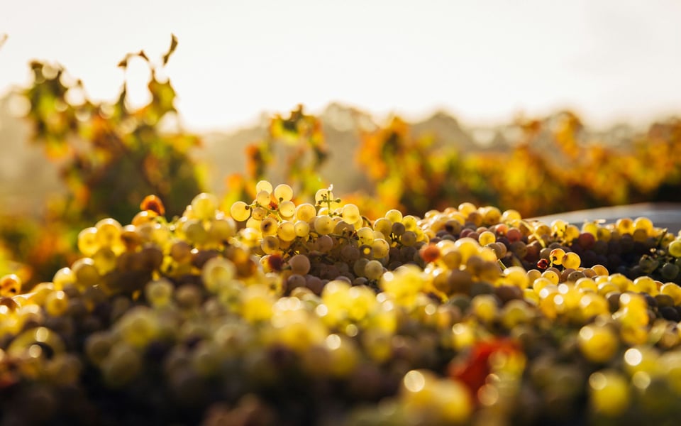 Expert advice from Steve Stetson | Wine Country Consultants