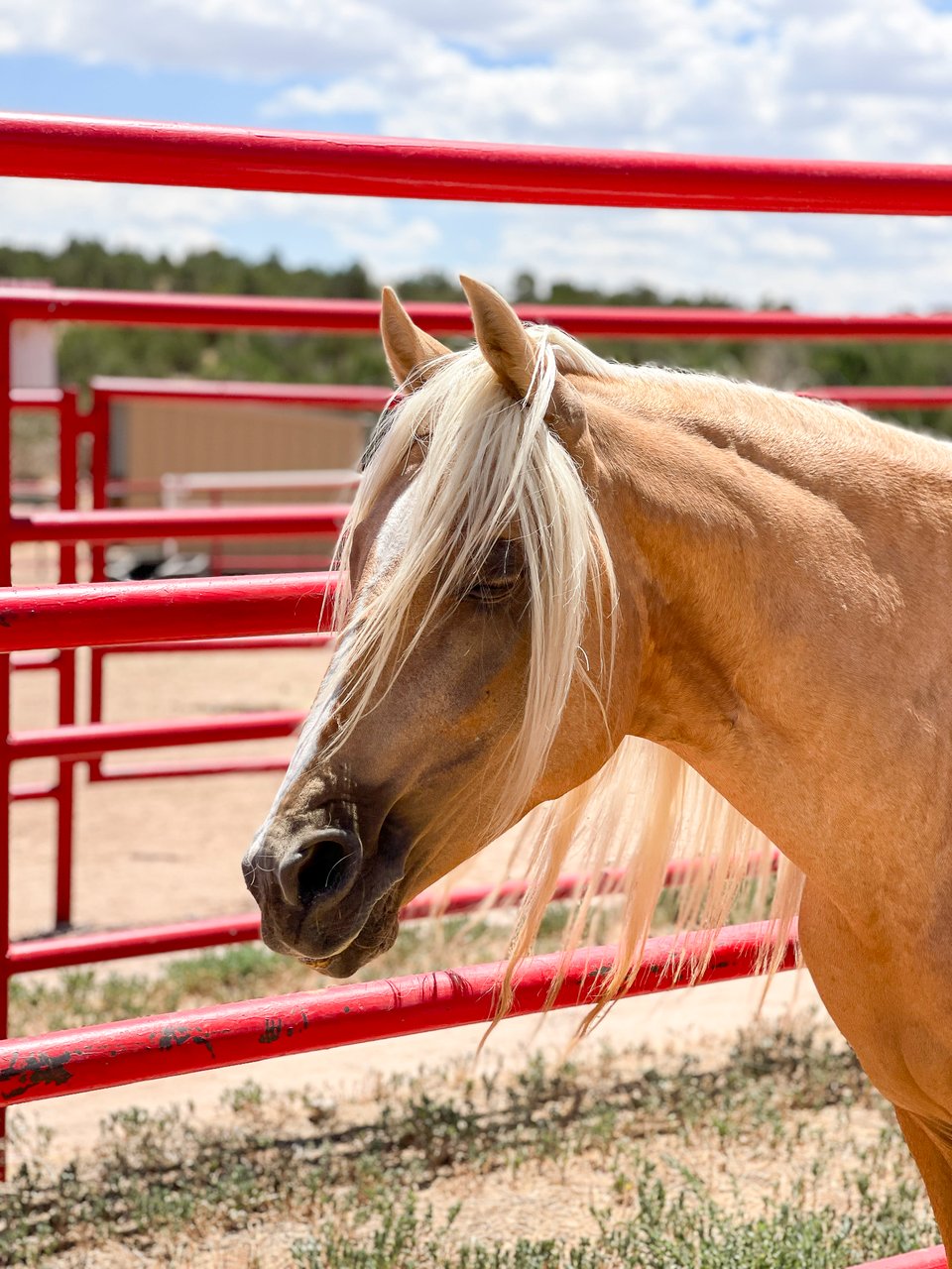 Meet Vesuvius | Ricky Allen, Cathy Griffith & Tara Earley