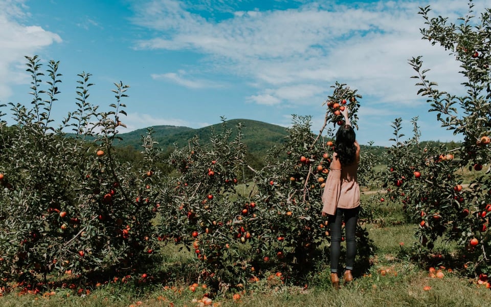 Fun Bay Area Day Trips for Families | Blog | Stephanie Nash