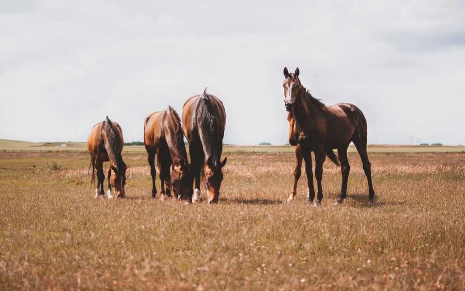 Homes and Estates For Sale in Nellie Gail | Matt Whitcomb | South ...