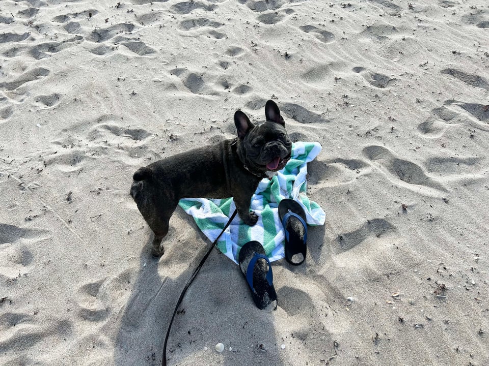 Life With A Dog | Kimberly Small