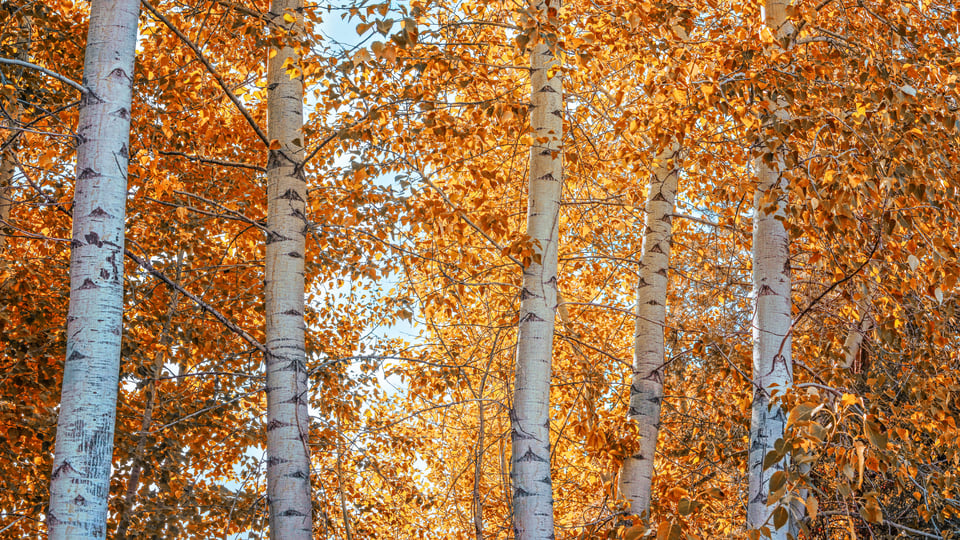 Simple Truth - Fluctuating Rates | Linda Macdonald Associates