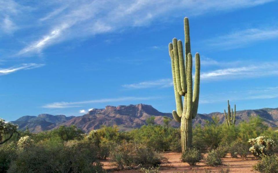 Get to Know Your Local Cacti | Blog | The Sonoran Lifestyle Team