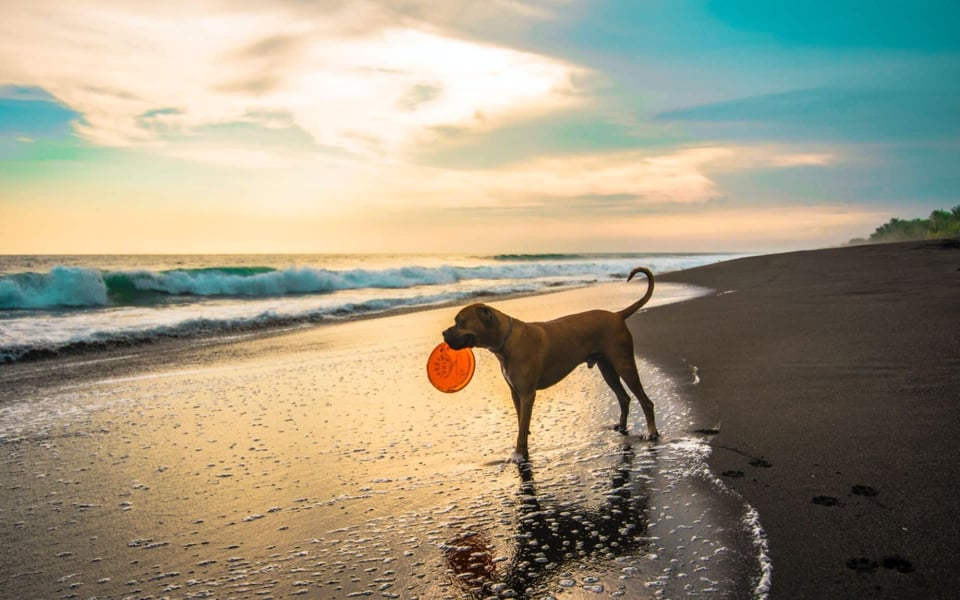 10 Dog-Friendly Beaches in Oxnard, CA | Ann Howarth