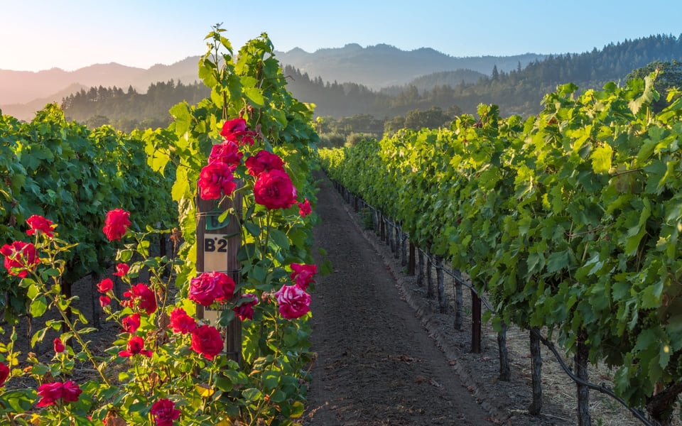 Conn Valley | Neighborhood Guide | Jeff Earl Warren Team | Napa Real ...