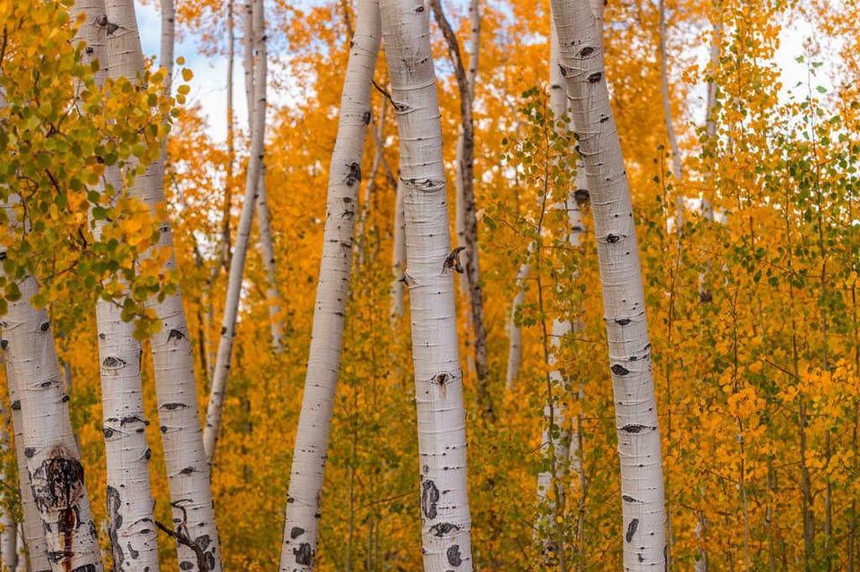 Summit County Colorado Leaf Peeping Colors