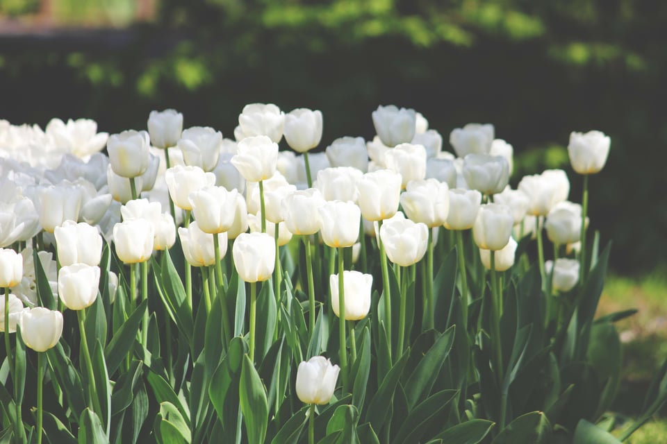 Spring Into Action | The Jenny Doyle Group | Milton, GA Real Estate Team
