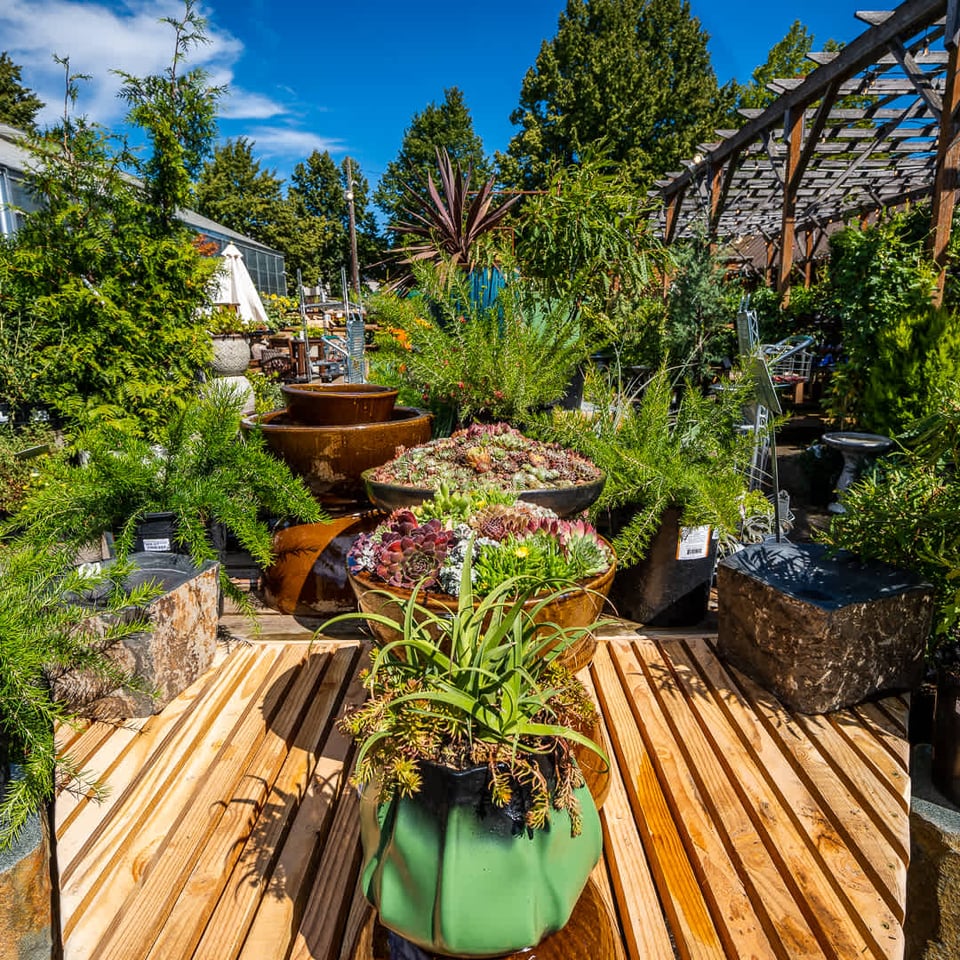 Choosing Outdoor Planters: Material Matters in Seattle