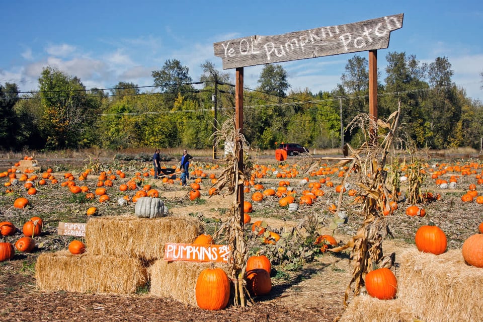 Best Pumpkin Patches Central Valley | Central Valley Real Estate ...