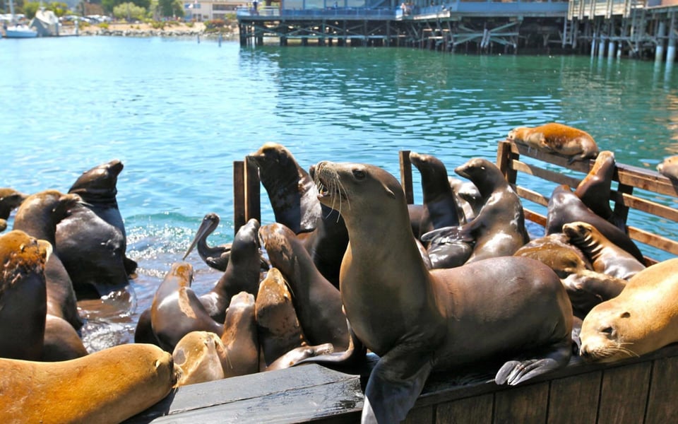 Monterey | Neighborhood Guide