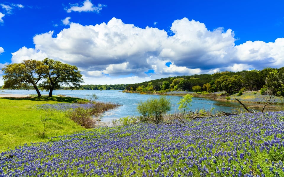 Bluebonnet Season is Near | The Lindi Camaron Team