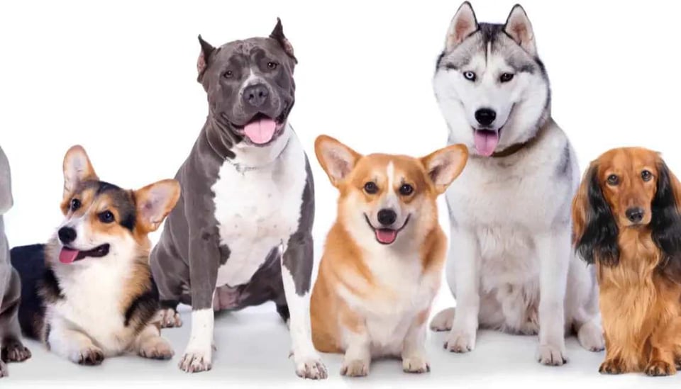 Arlington’s Newest Gem: Snouts & Stouts | 15 West Homes