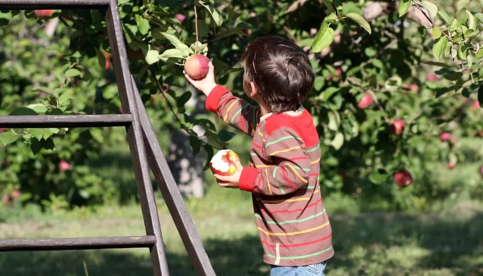 5 Top Apple Picking Locations Virginia | 15 West Homes