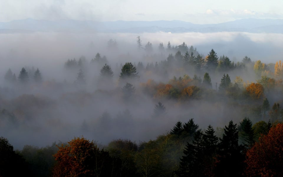 Forest Heights, OR Area Guide & Demographic Information - Dirk Hmura
