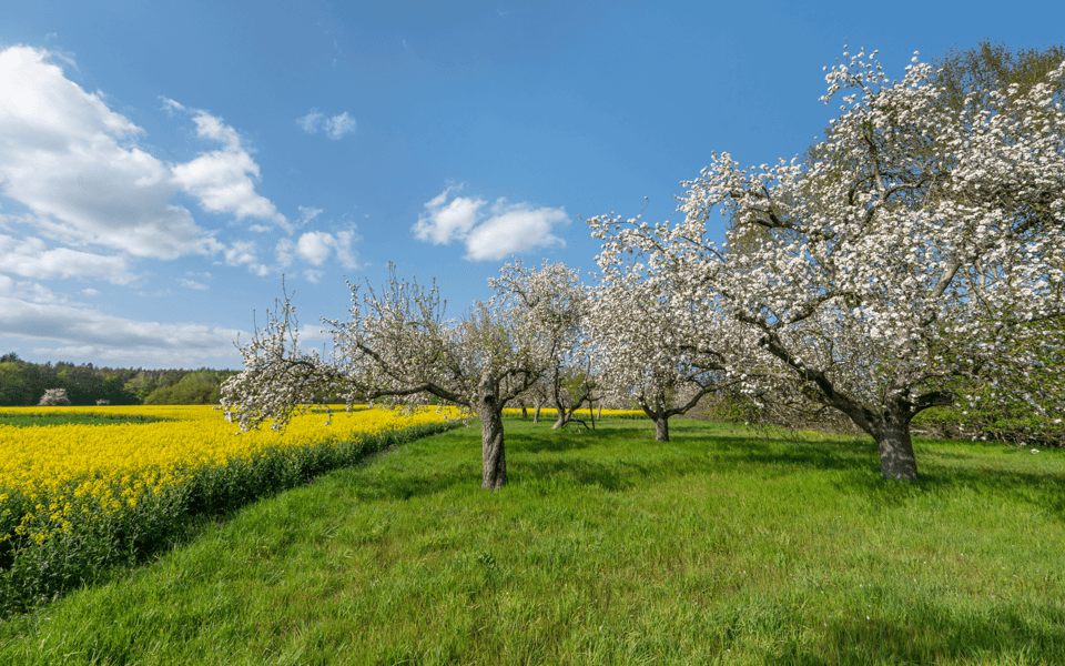 Sebastopol - LivXplore Real Estate & Lifestyle