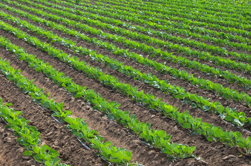 Watsonville | Area Guide