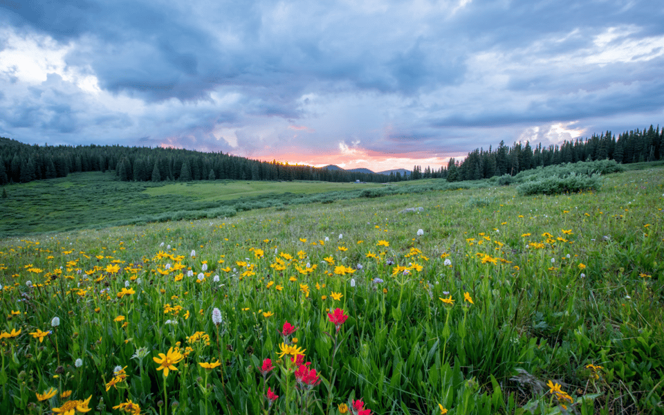 Capturing Spring Beauty Through Photography in Telluride | JW Group