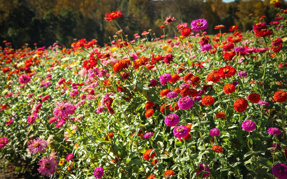 Romance Along Georgia’s Antebellum Trail: Plan Your Escape | Atlanta ...