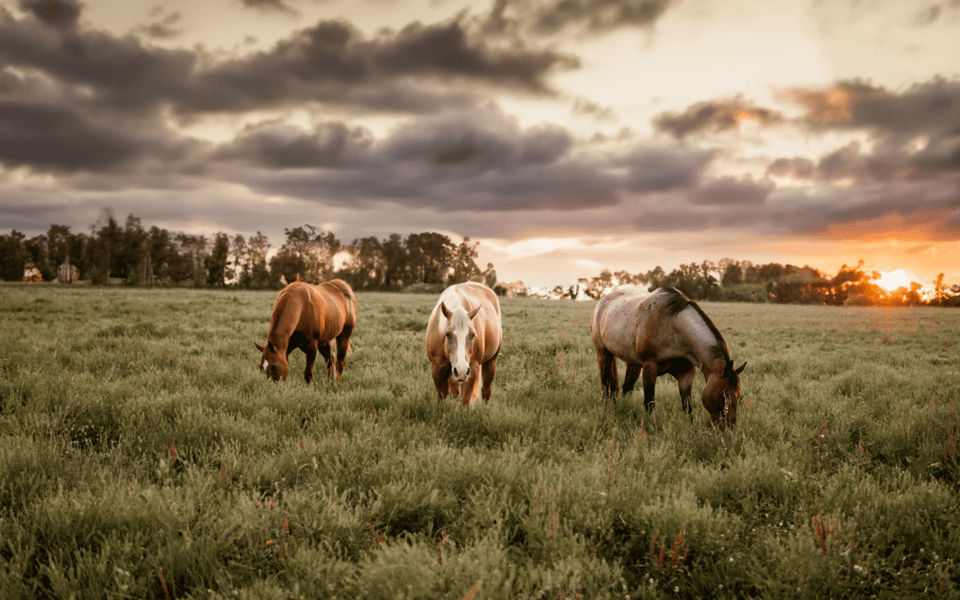 What You Need to Know About Selling Your Texas Land | Blog | Gaines Slade