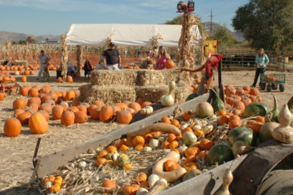 The Best Pumpkin Patches in Reno-Tahoe for Families