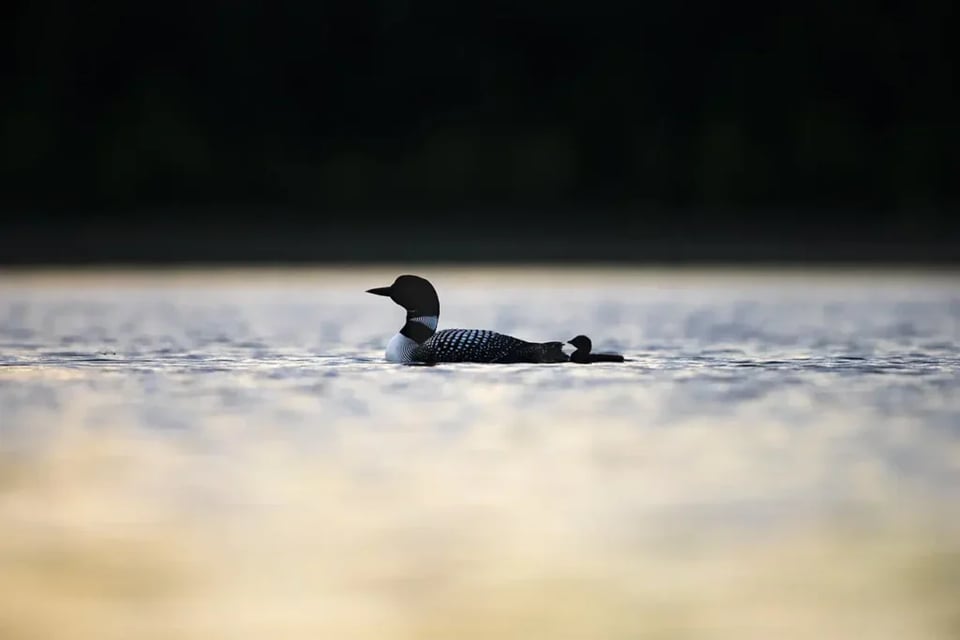 Five Ways to Help Loons: Minnesota's State Bird Thrive