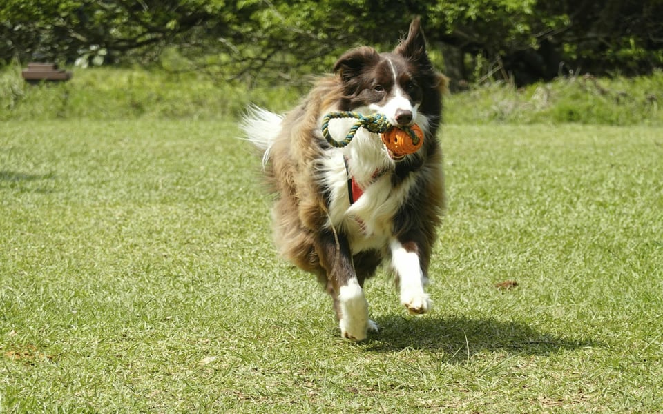 Paw-some News: Cinquez Park Grand Opening | Meyer Lucas Team