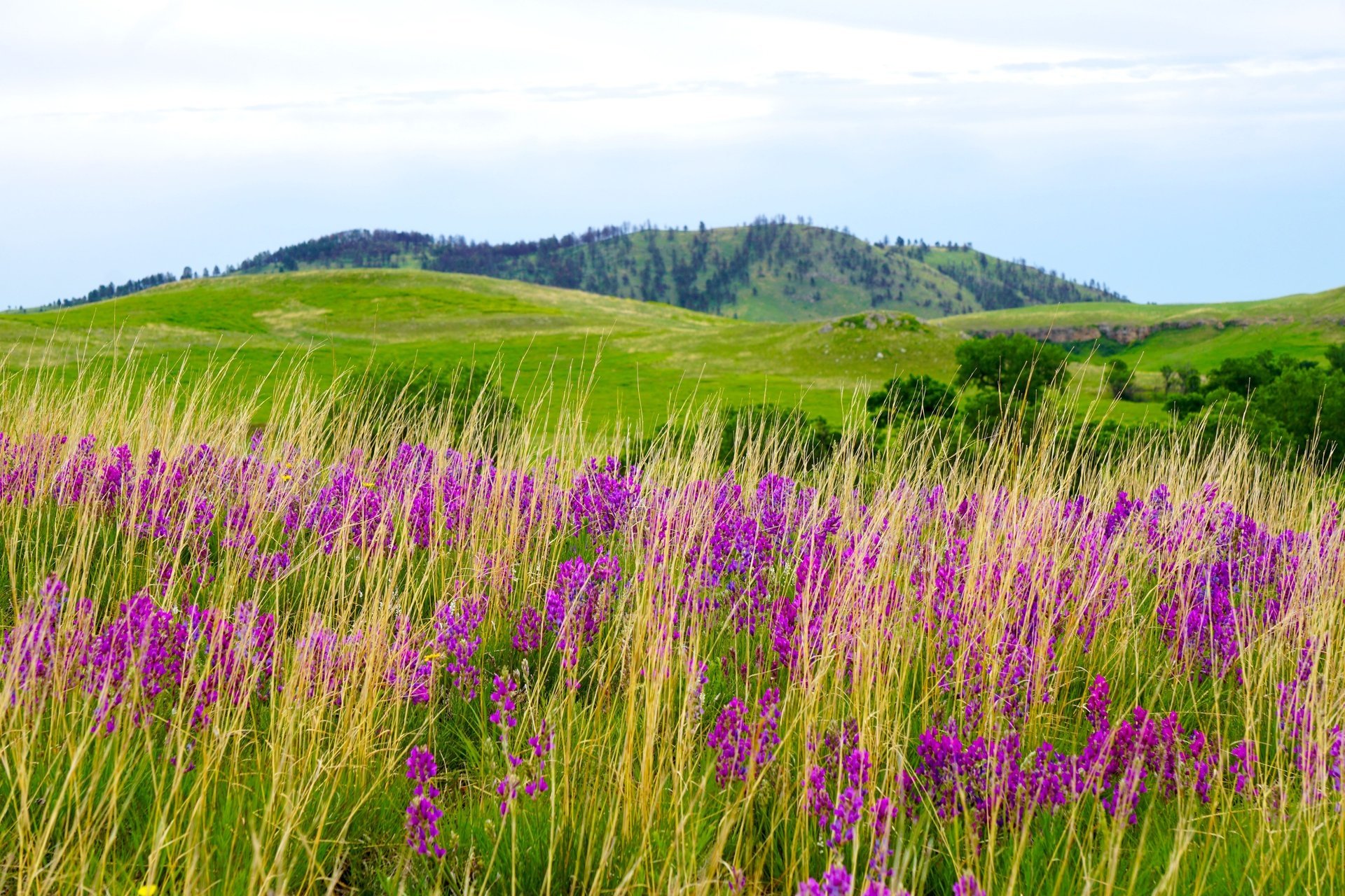 Shauna Sheets | The Kahler Team