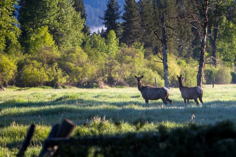 Montana Real Estate & Community Blog | Everdawn Charles