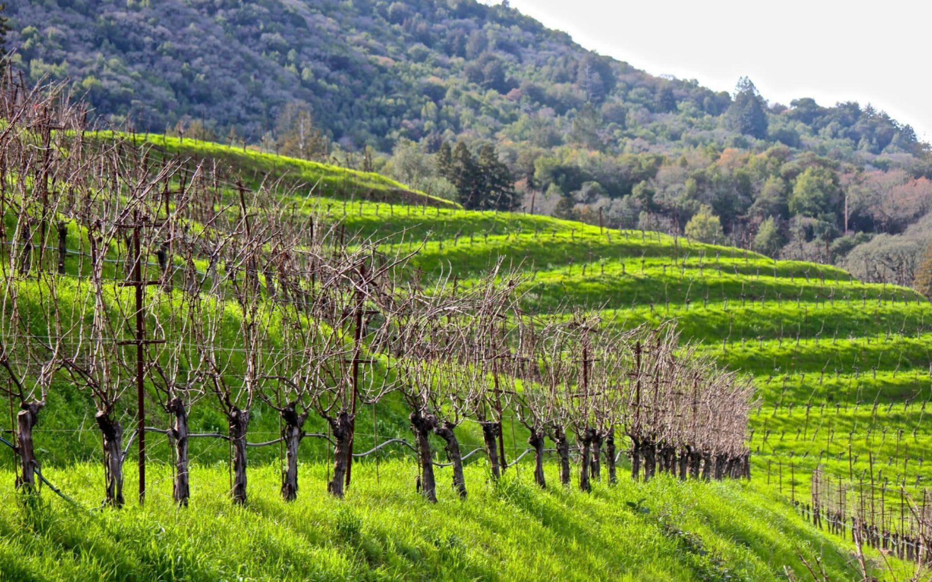 Marin & Sonoma County Market Reports | Sold with Summer | Summer Olson ...