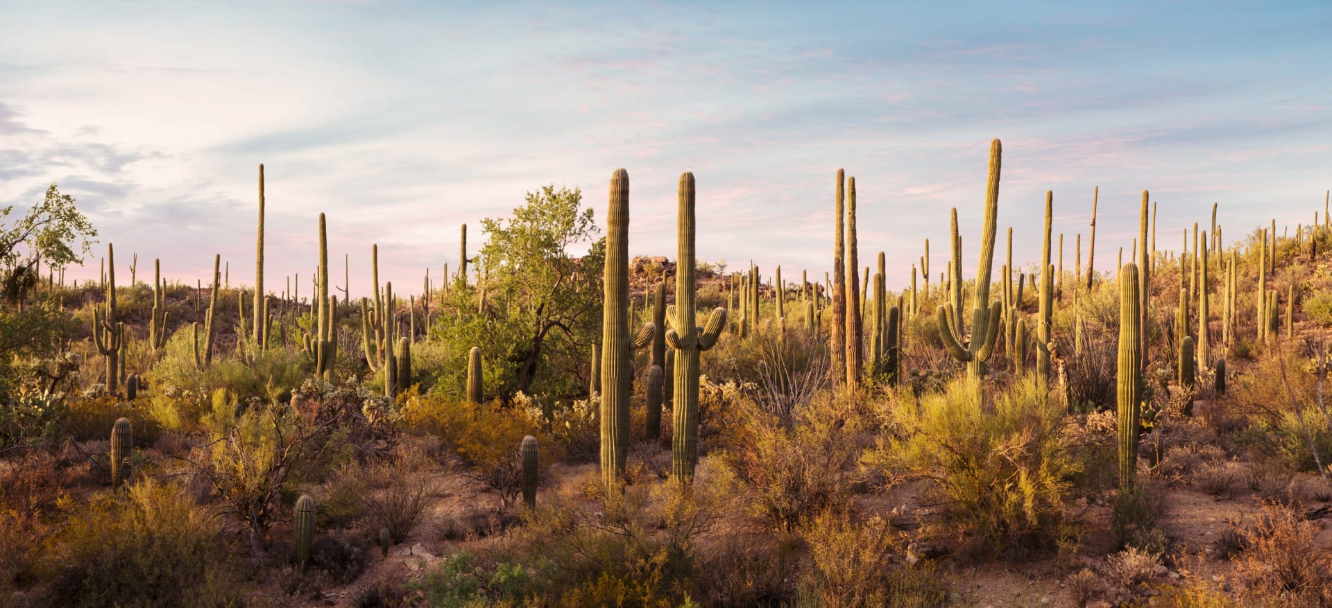 John Bellas | Real Estate Agent Serving Tucson
