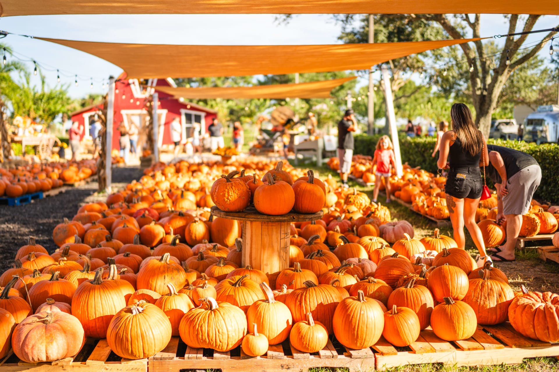 Pumpkin Palooza by The Burgman Group | Viera’s Biggest Fall Event