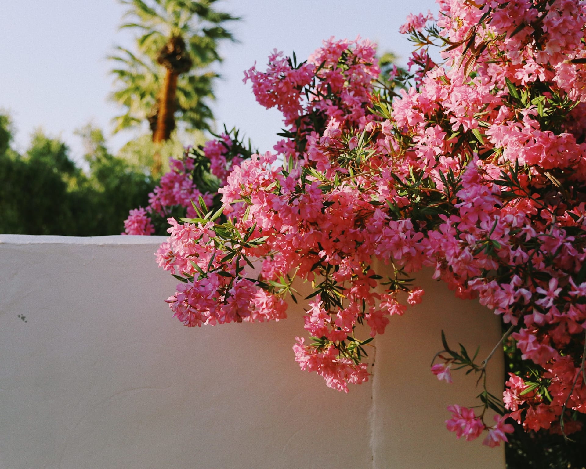 Meg Middleman | South Pasadena Real Estate Agent