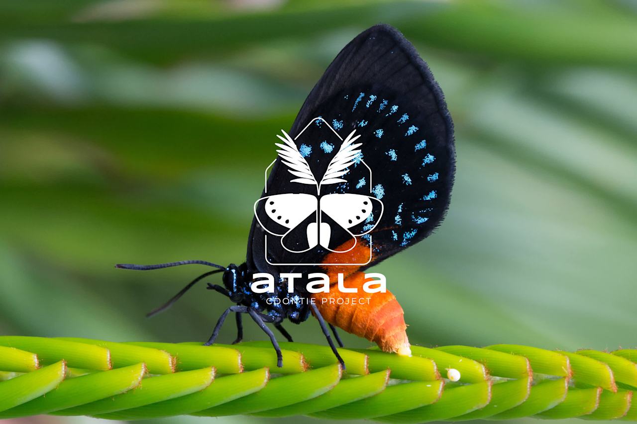 Save the Atala Butterfly