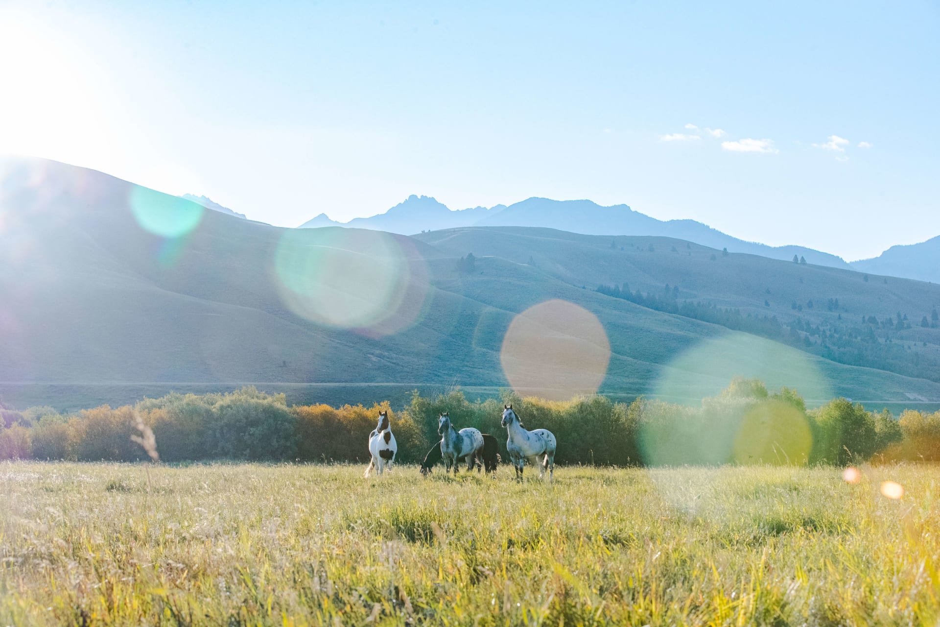 Dawn Myrvik | Sun West Ranch